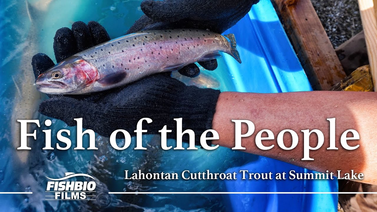 Fish of the People: Lahontan Cutthroat Trout at Summit Lake - YouTube