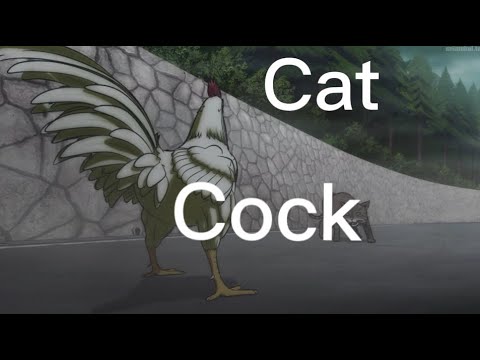 Rooster Fight Episode 4 -Cat vs Cock
