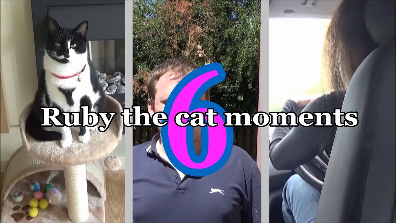 Ruby The Cat Moments 6 - YouTube