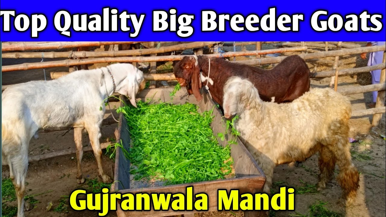 Big breeder Goats || And Mundra chatra || Gujranwala Mandi 2025 ...