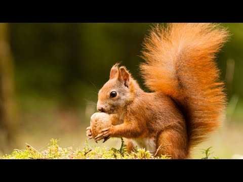 VEVERICA 🐿️🐿️🐿️ NOVI EDUKATIVNI VIDEO ZA DECU ️ - YouTube