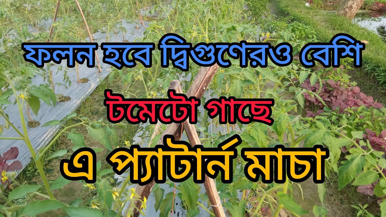 A এ প্যাটার্ন মাচা দিয়ে টমেটো চাষ পদ্ধতি / How to make tomato chas ...