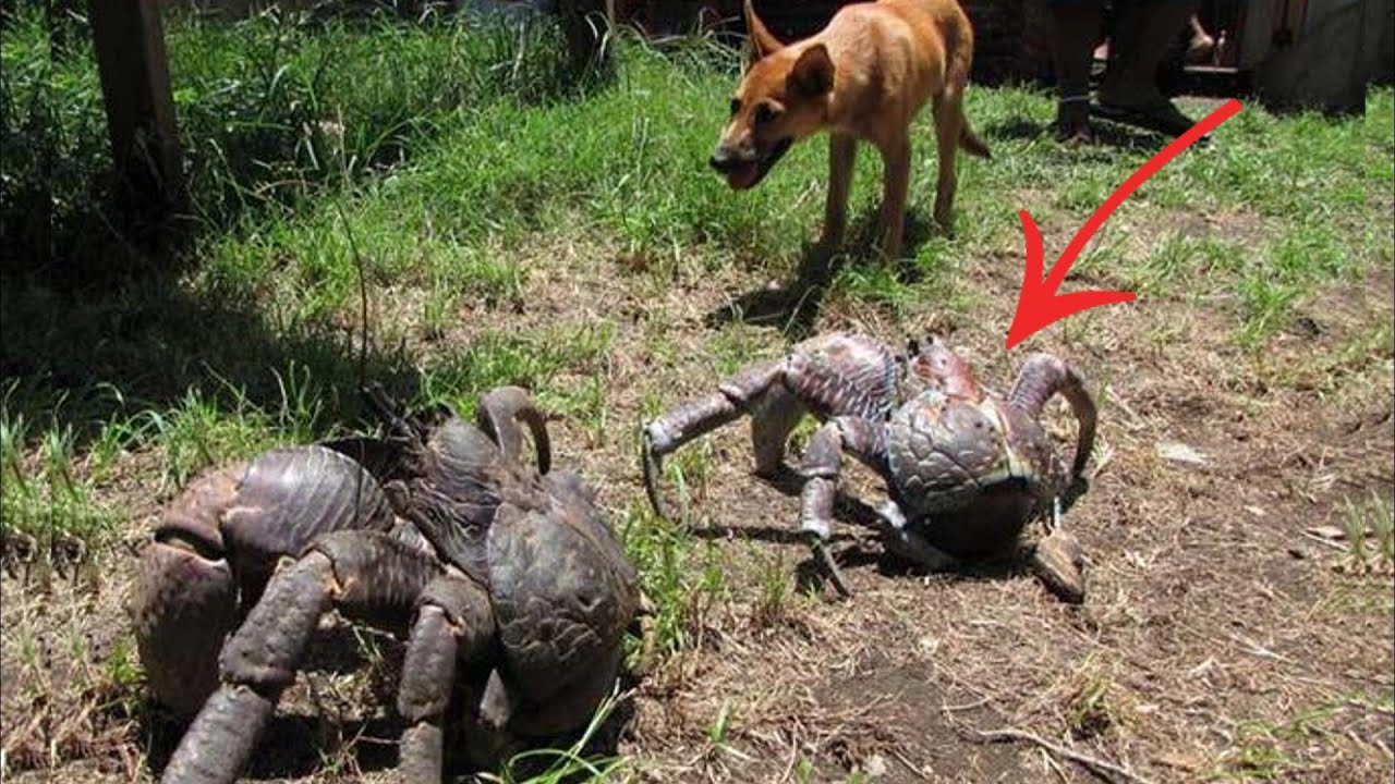 6 Animales Gigantes que No Creerás que Existen | TOP - YouTube