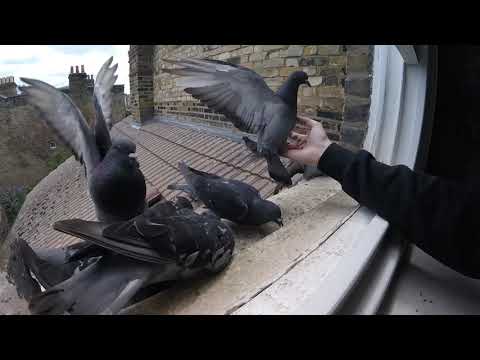 Squeaker pigeon squeals for supper - YouTube