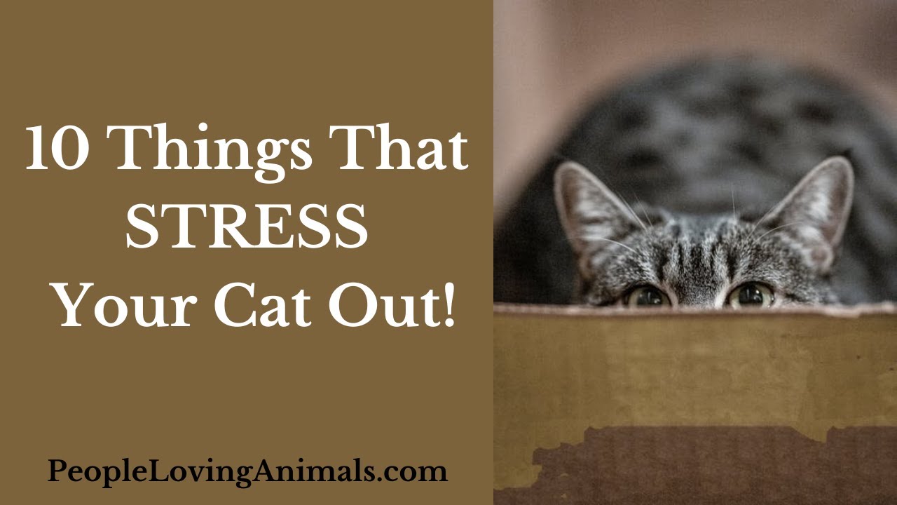 Why Your Cat is a Nervous Wreck - 10 Things that Stress Your Cat Out ...