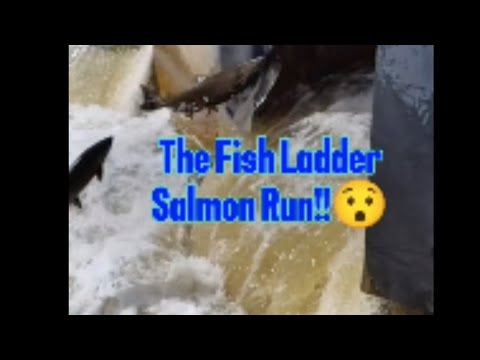 The Fish Ladder! Salmon Run. #salmonrun #nature #fishing #livestream ...