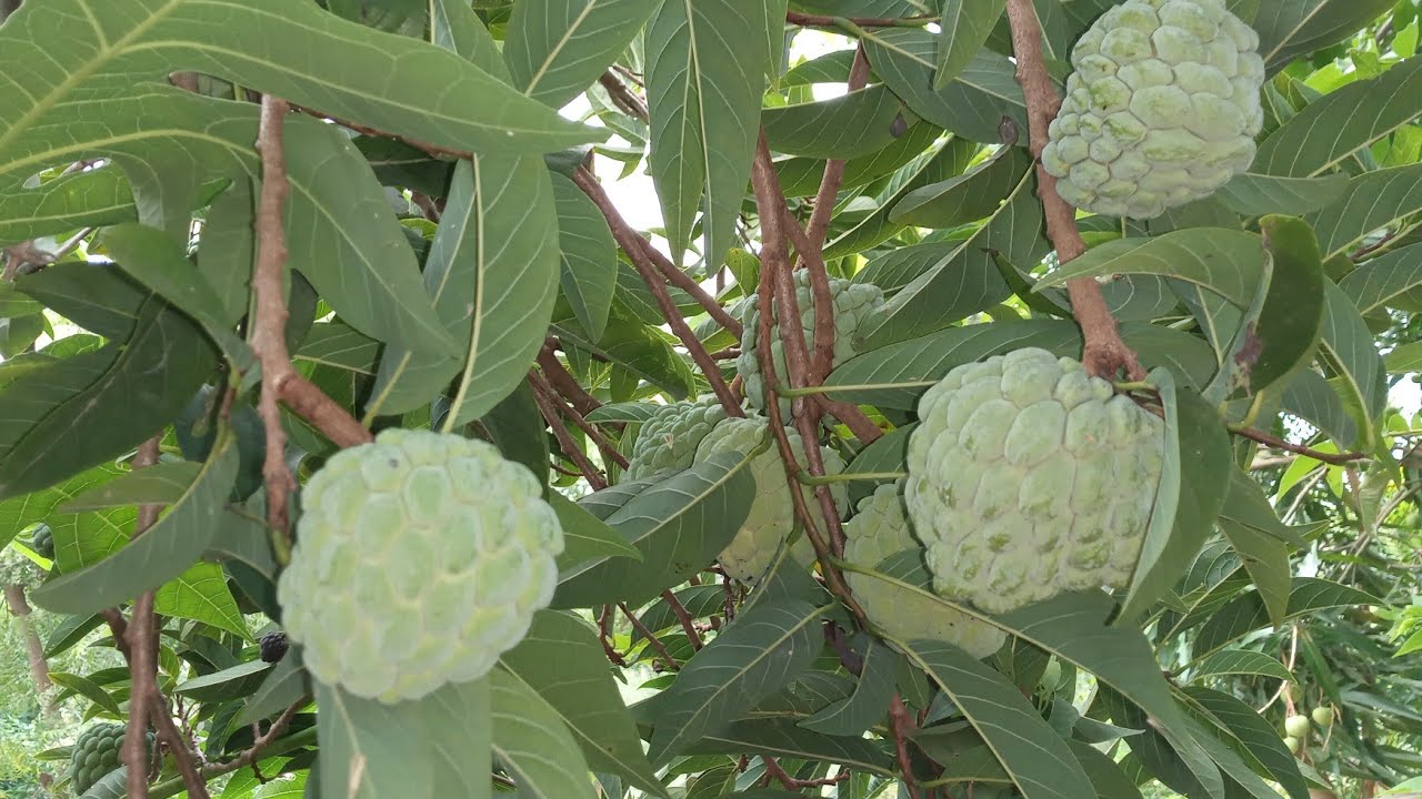 Pinha , ata ou fruta do conde #pinha #frutas - YouTube