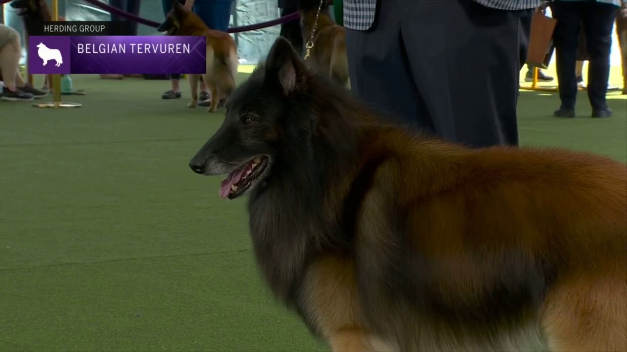 Belgian Tervuren | Breed Judging 2023 - YouTube