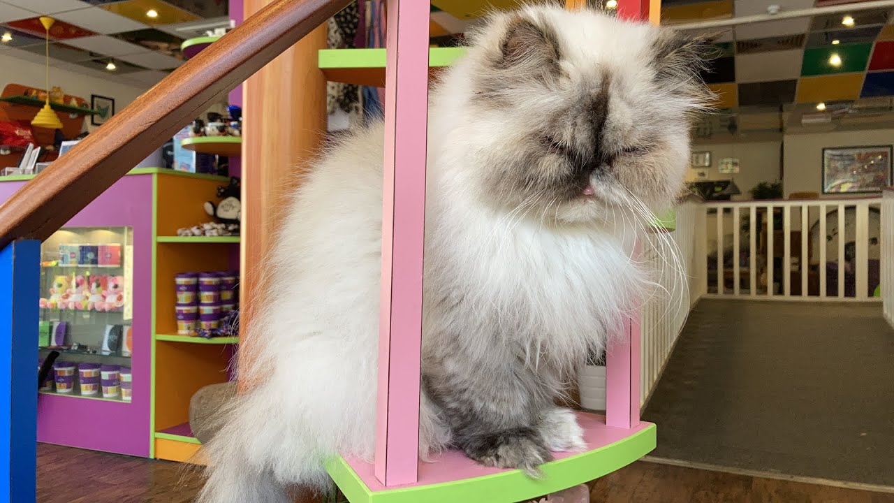 End of day fun | kitty cafe Nottingham - YouTube