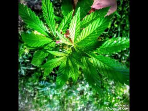 Dolya ( remix ) Azeri bass