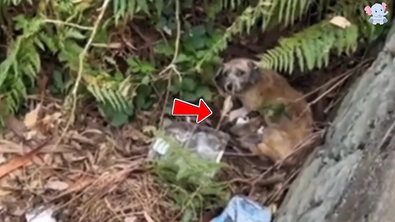 The Transformation of a Stray Dog Family Abandoned in a Filthy, Fly ...