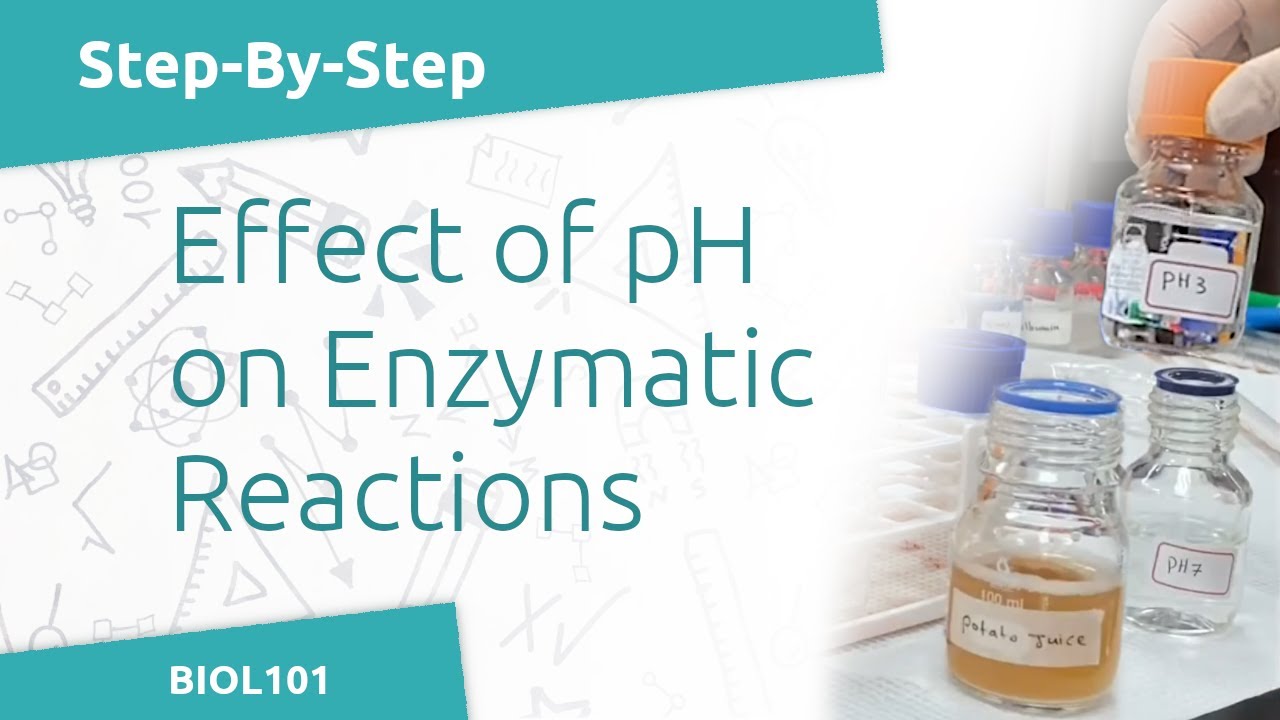 Effect of pH on the Activity of Catechol Oxidase (BIOL101 - Enzymatic ...