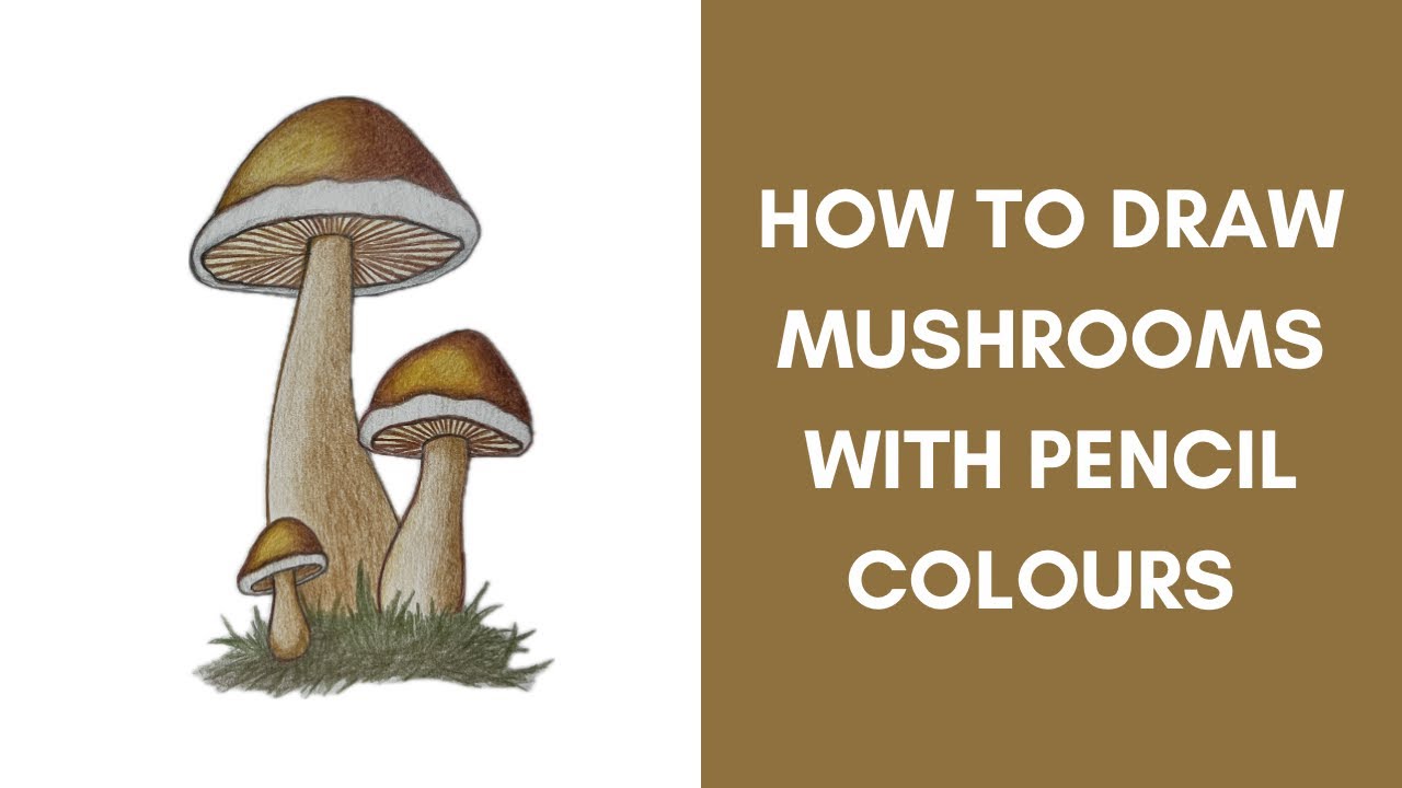 How To Draw Mushrooms With Colour Pencil | Step by Step Drawing ...