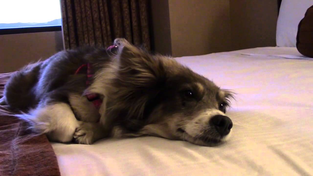 Interview With A Dog - YouTube