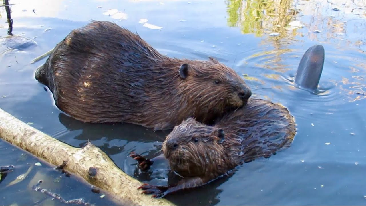 4 Beavers Grooming Their Fur - YouTube