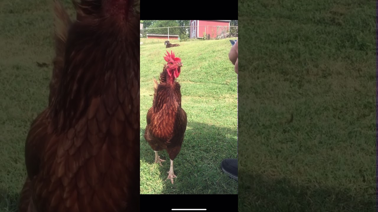 High Five N Chicken - YouTube