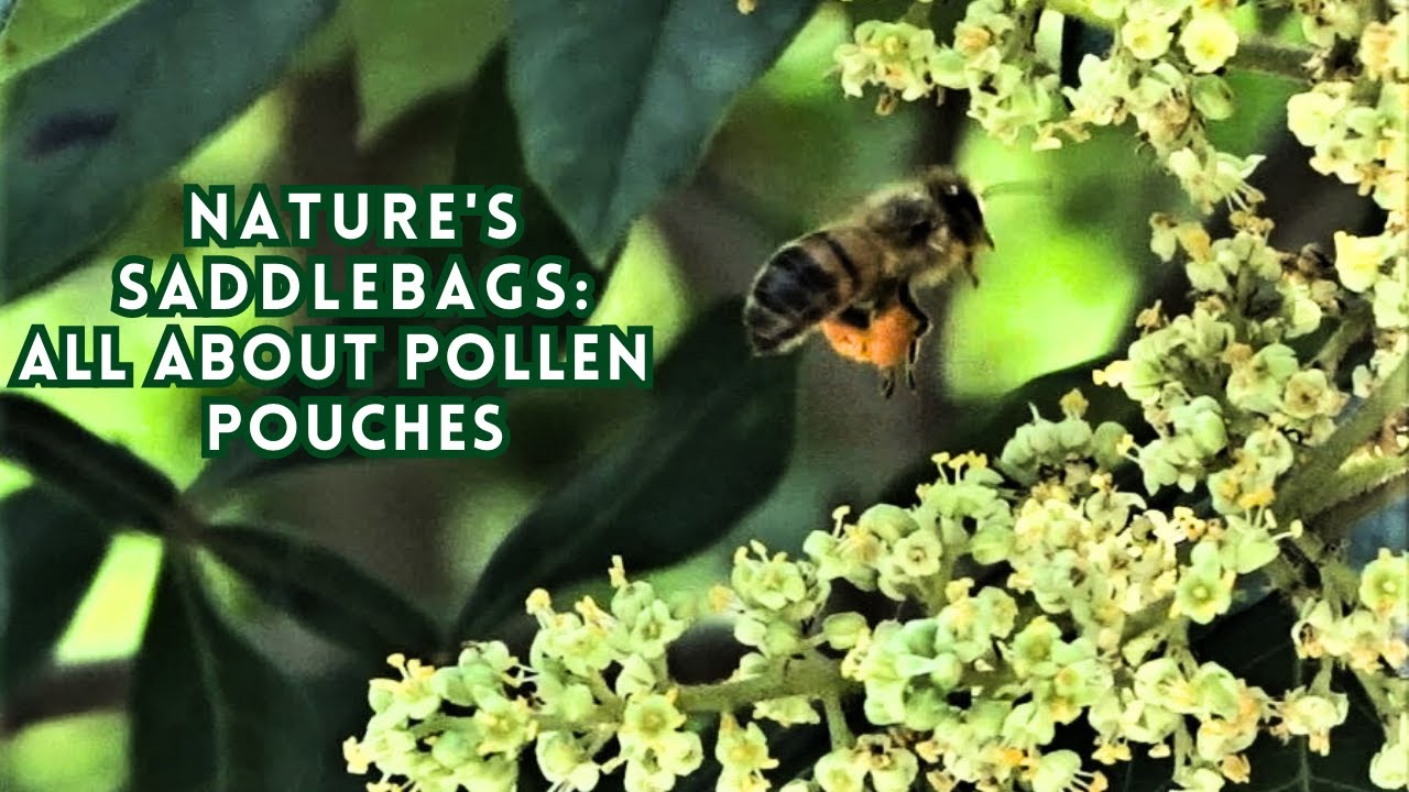 Have You Ever Seen a Bee Carrying Saddlebags? Let's Learn About Pollen ...