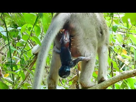 Watch How Monkeys Give Birth | Monkey Giving Birth