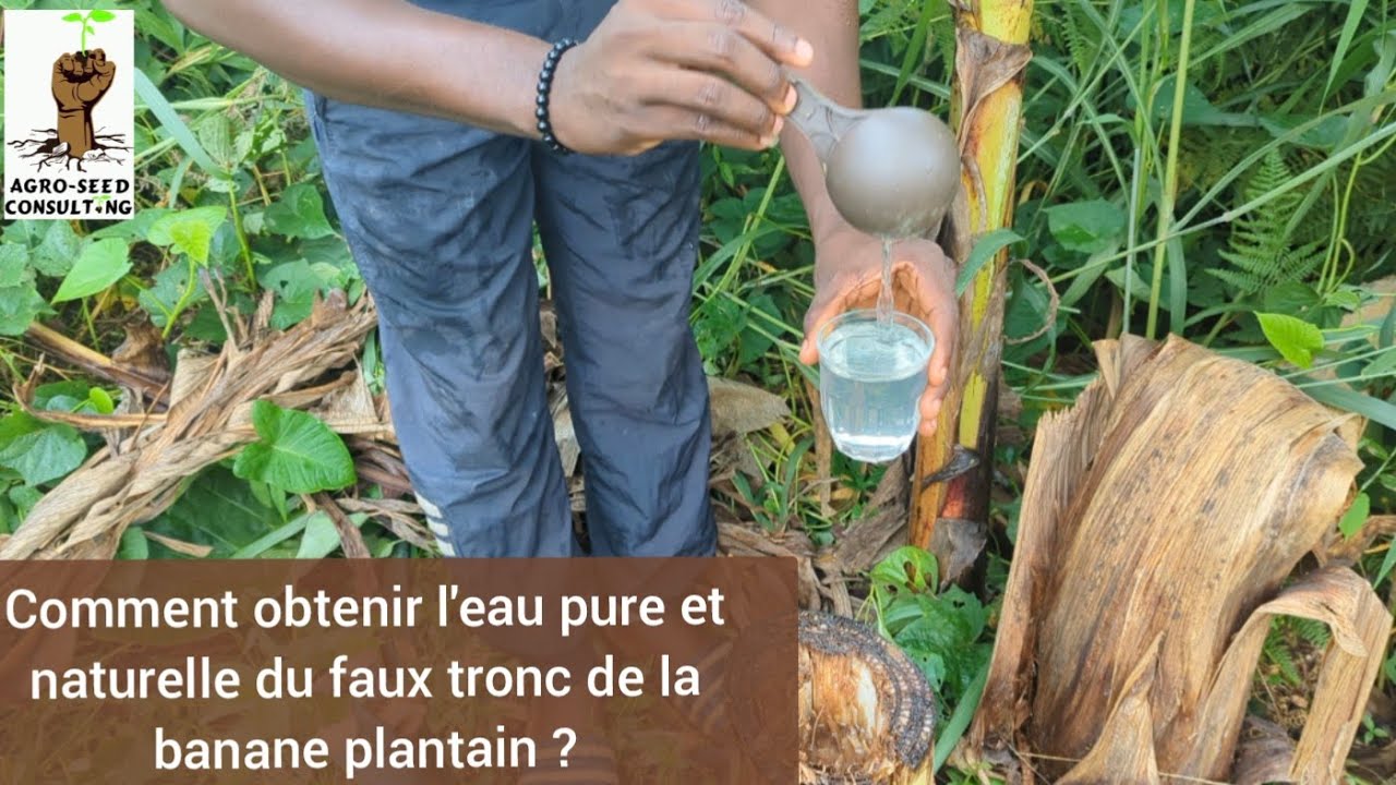 Comment obtenir l'eau pure et naturelle du faux tronc du Bananier ...