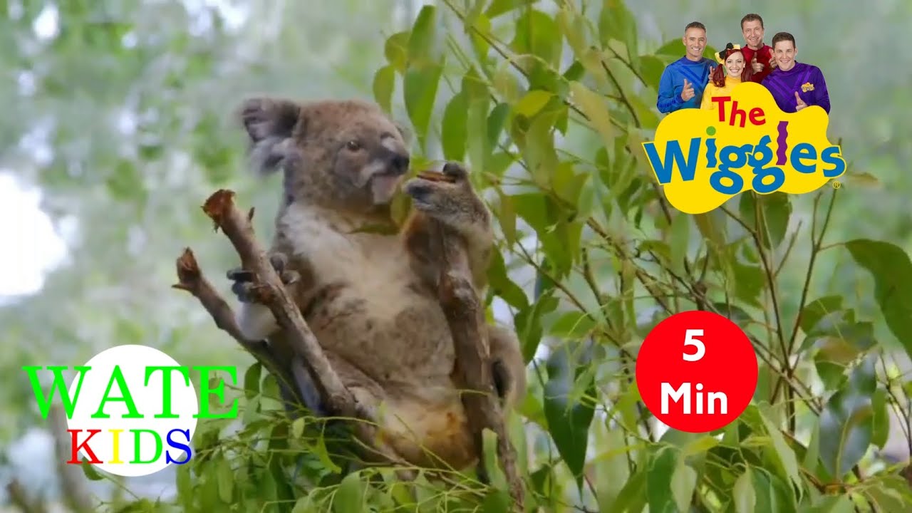 Koala By + More | Songs for Kids | The Wiggles | WATE Kids - YouTube