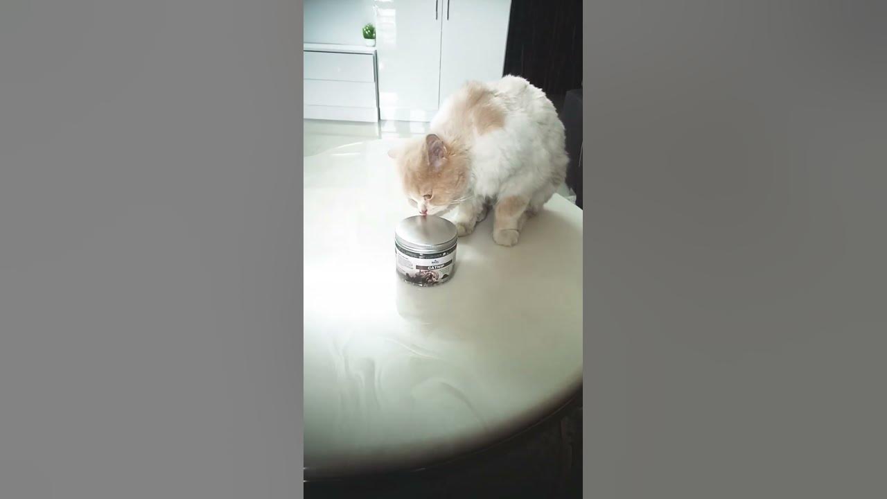 cute kitten 😻Enjoying with CATNIP # - YouTube