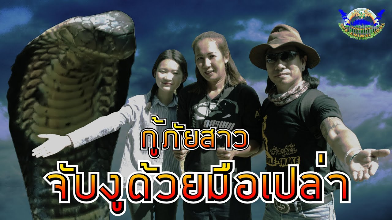 The Animal Idol กู้ภัยสาวจับงูด้วยมือเปล่า - YouTube