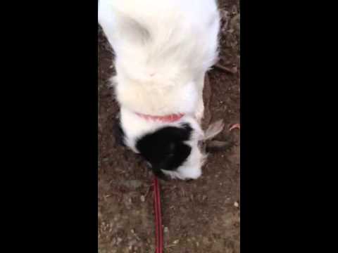 Dog eats rabbit - YouTube