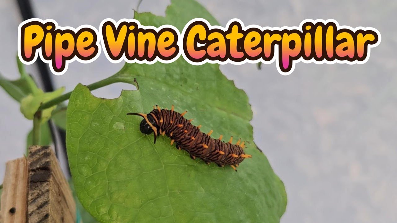 Amazing Pipe Vine Caterpillars Youtube