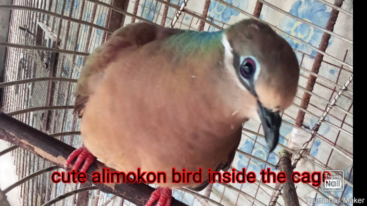 cute alimokon bird - YouTube