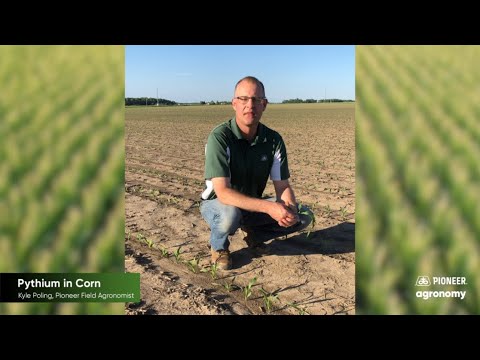 Corn Disease Pressure: Pythium - YouTube