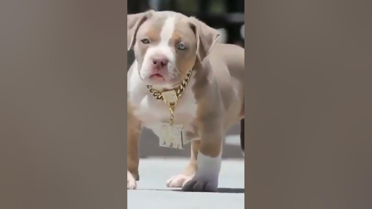 Very Dangerous World No 1 Dog dog pitbull no1 youtube viral very-dangerous-world-no-1-dog-dog-pitbull-no1-youtube-viral