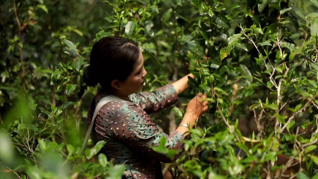GLOBALink | Spring tea picking season begins at Jingmai Mountain - YouTube