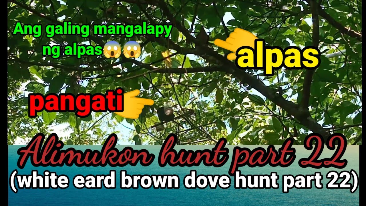 Alimukon hunt part 22(white eard brown dove hunt part 22)Ang galing ...