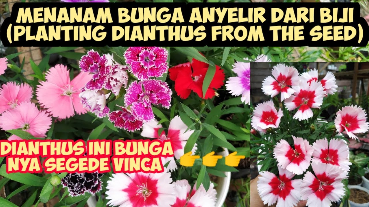 Menanam Bunga Dianthus/Anyelir dari biji ( Planting Dianthus from the ...