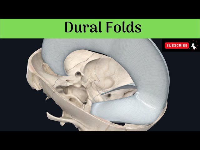 Falx Cerebelli Attachment