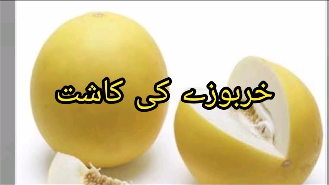 Farming of melon in Pakistan - YouTube