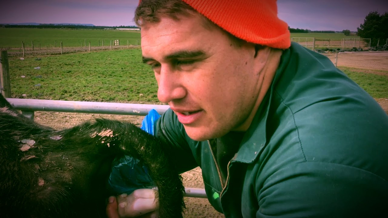 How To Calve A Breech Cow (posterior presentation) - YouTube