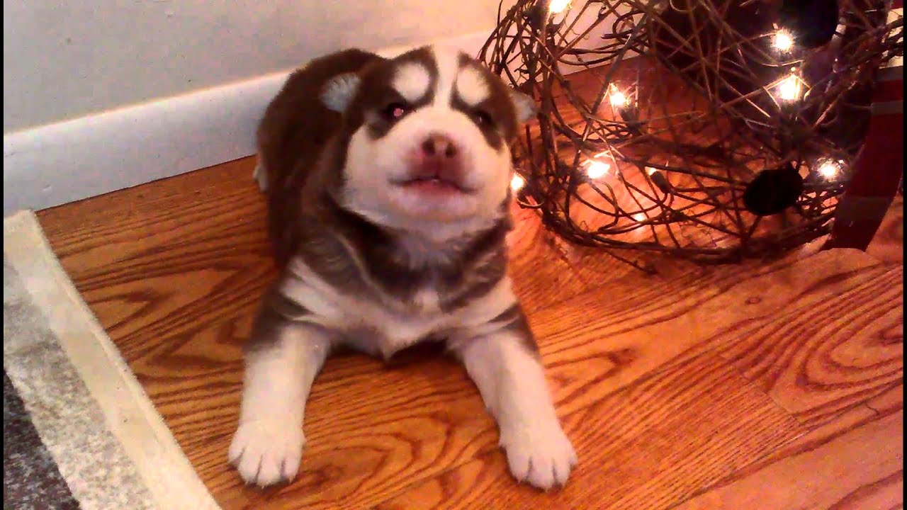 Husky puppy howling - YouTube