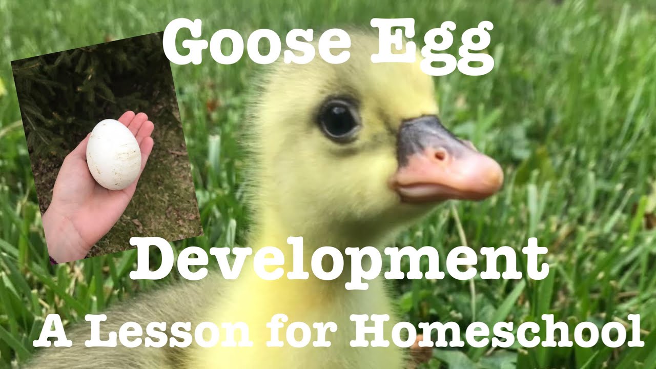 Goose Egg Candling And Basic Development Educational Homeschool Lesson For Ag And Science