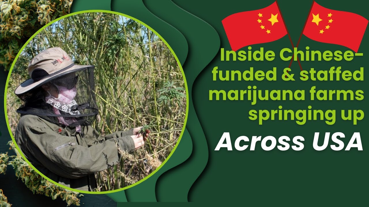 Inside the Chinese-funded and staffed marijuana farms springing up ...