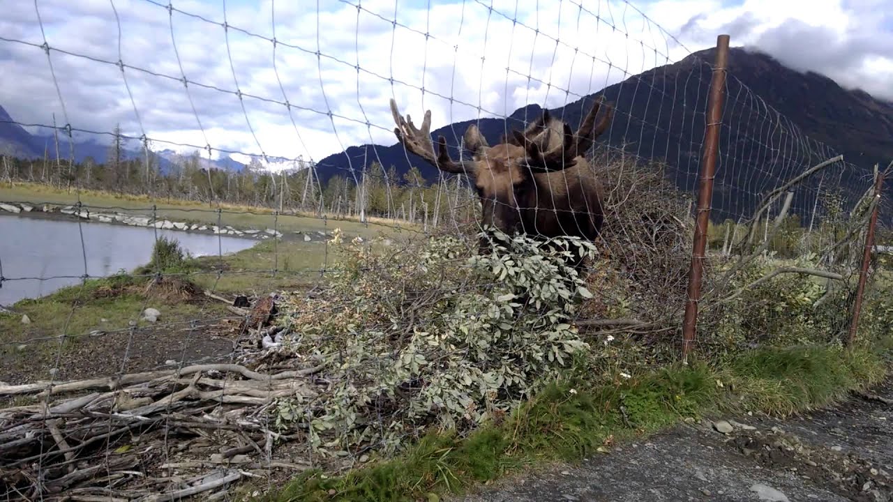 Moose - YouTube