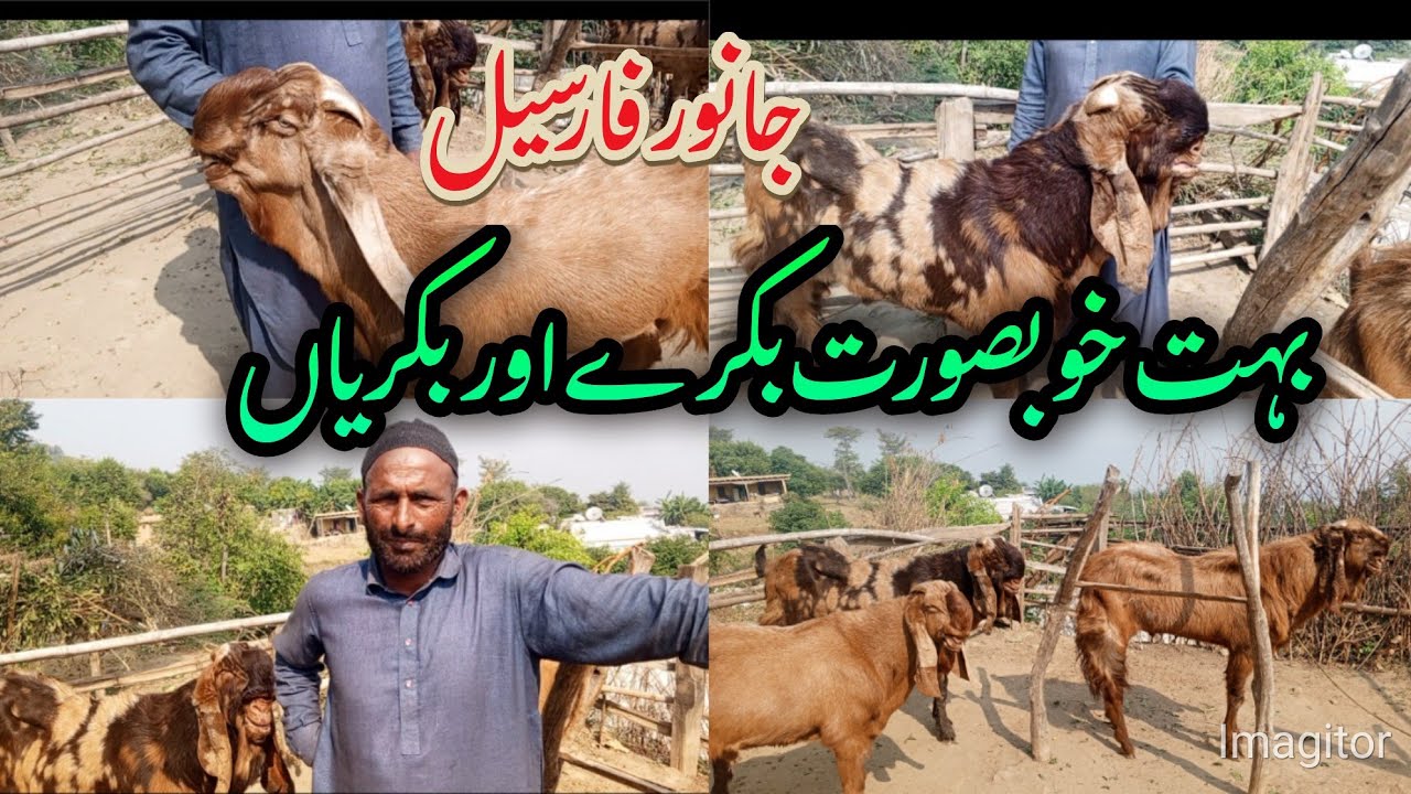 Most Beautiful pothwari bhalwali beetal bakry ur bakria. for sale - YouTube