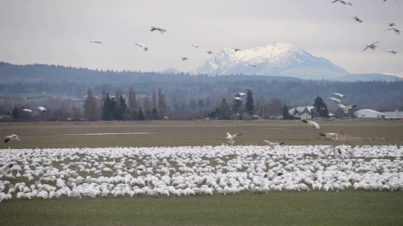 Snow geese 12/24/17 near fruit market - YouTube