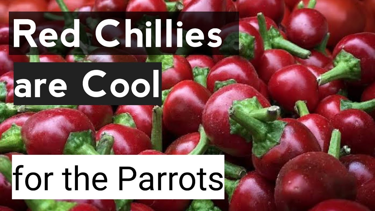 Red Chilli Harvest at home. Small round Red Chillies home grown ...