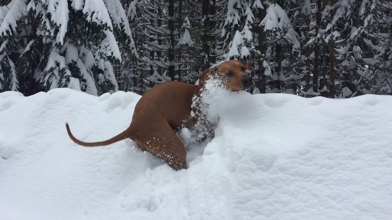 Dogs having fun in the snow - YouTube