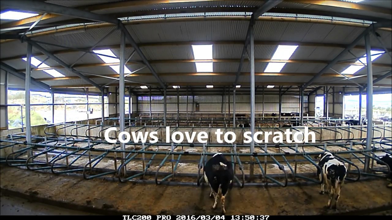 EasyFix Stall Divider Scratcher - YouTube