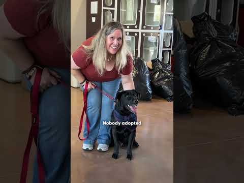 Senior Dog Spent Months In The Shelter Until Mom Saw Viral Video | The Dodo