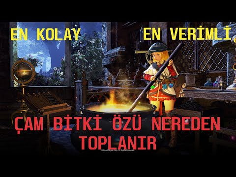 Bdo Çam Nerede Toplanır #14 - YouTube