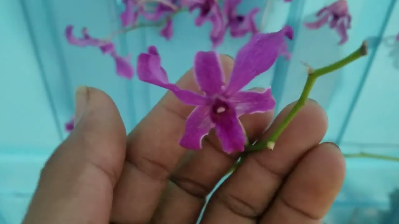 promo anggrek superbin pink dan red terbaru - YouTube