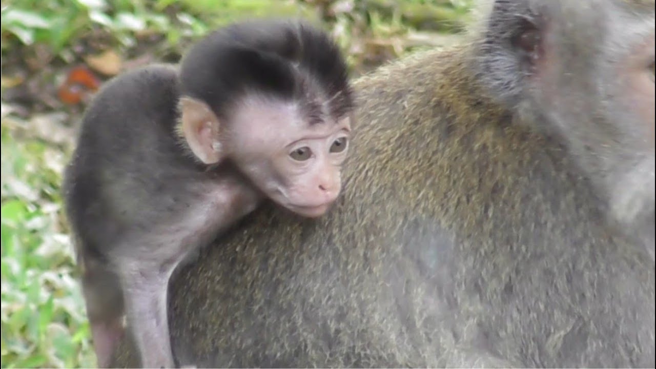Dodo monyet kecil yang tangguh dan kuat [Derita anak monyet] # ...
